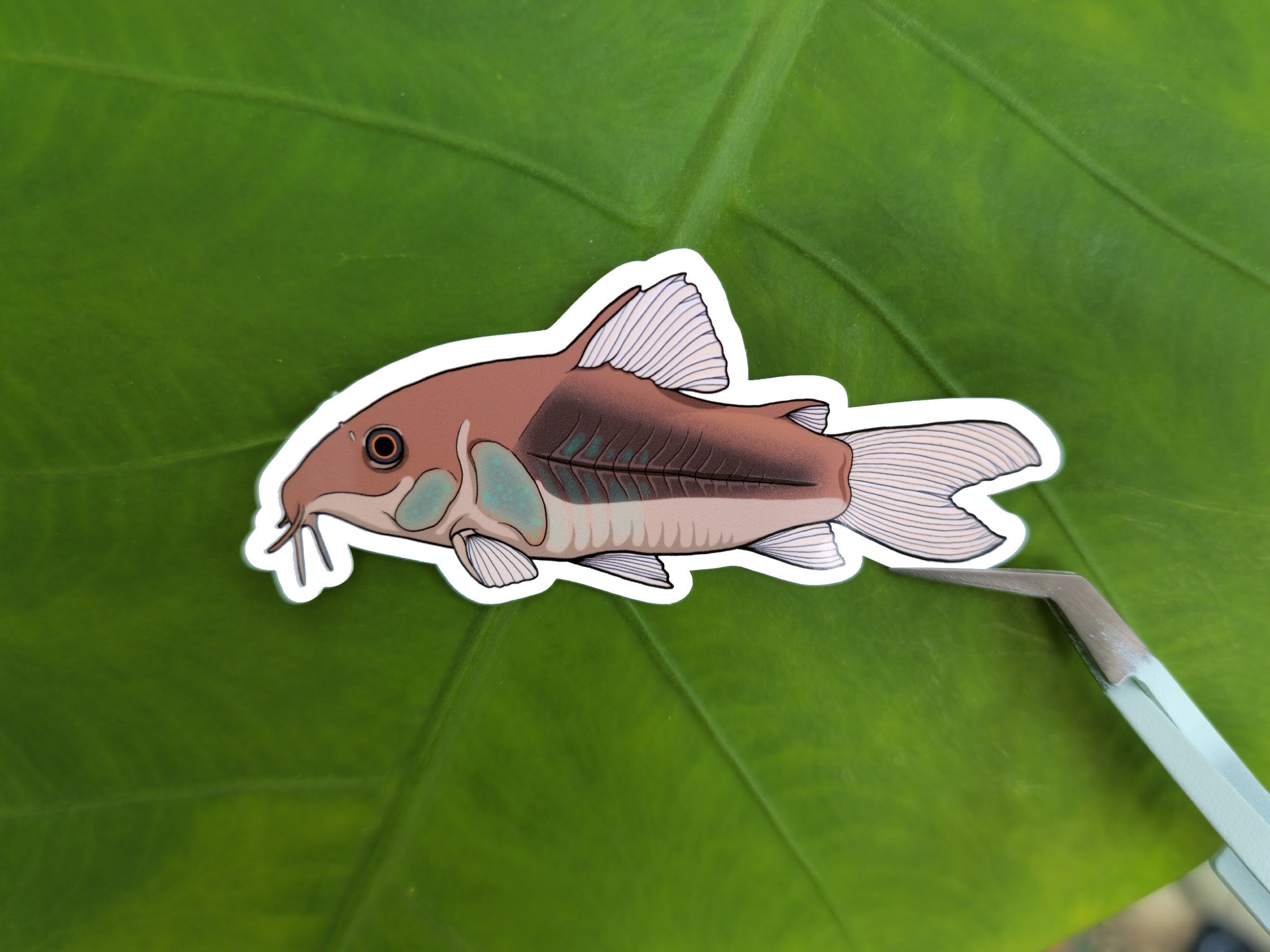 Bronze Cory Sticker Die Cut Vinyl Corydoras Waterproof Decal - Etsy