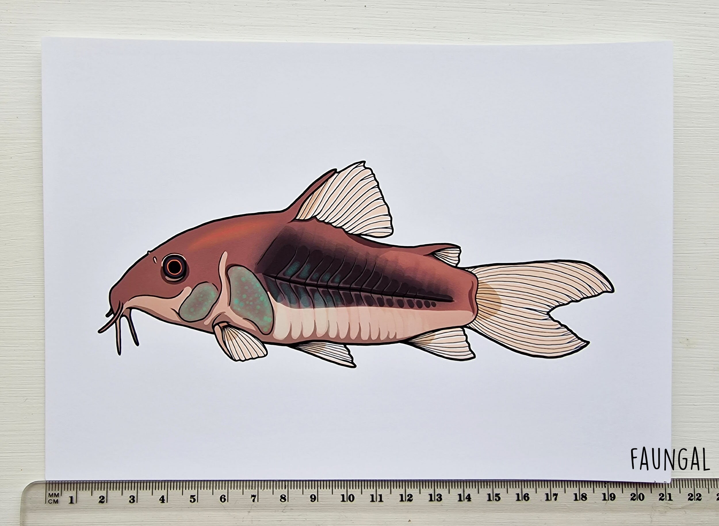 Bronze Cory Catfish A5 Print - Corydoras Aeneus Illustration - Fish ...
