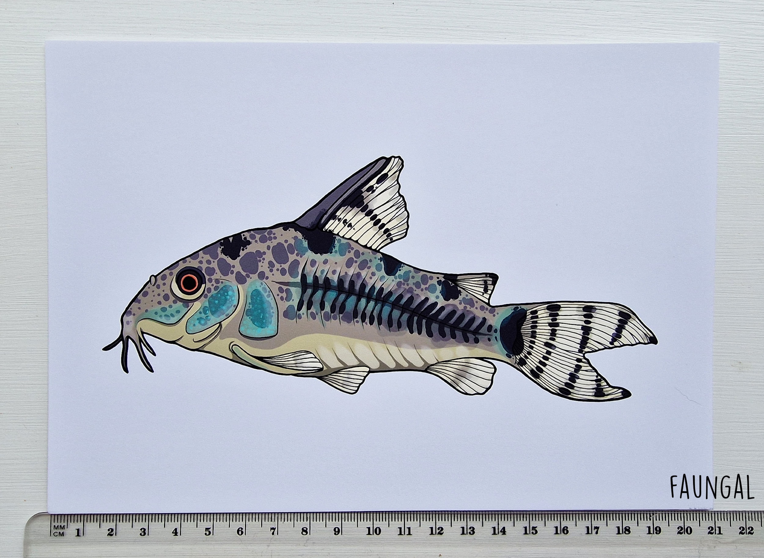 Peppered Cory Catfish A5 Print - Corydoras Paleatus Illustration - Fish ...