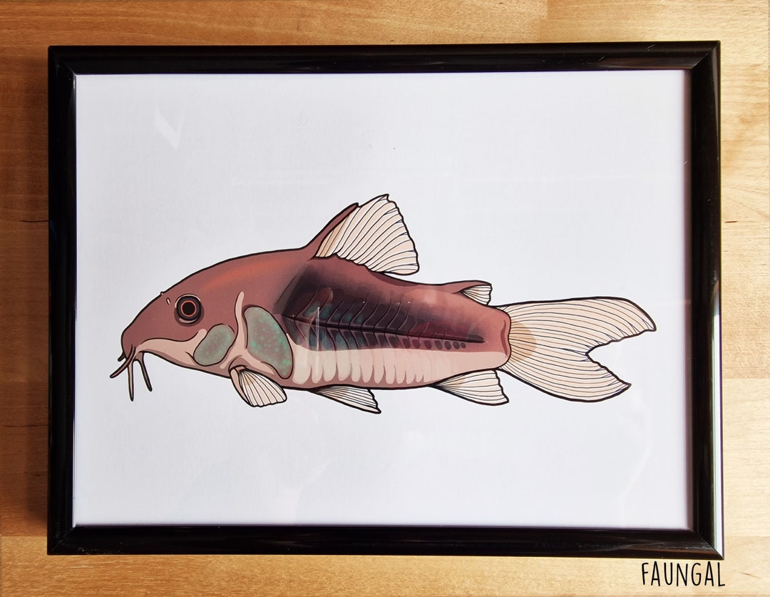 Bronze Cory Catfish A5 Print - Corydoras Aeneus Illustration - Fish ...