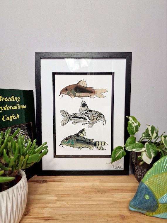 Cory Catfish A4 Print Corydoras Illustration Fish Wall Art - Etsy