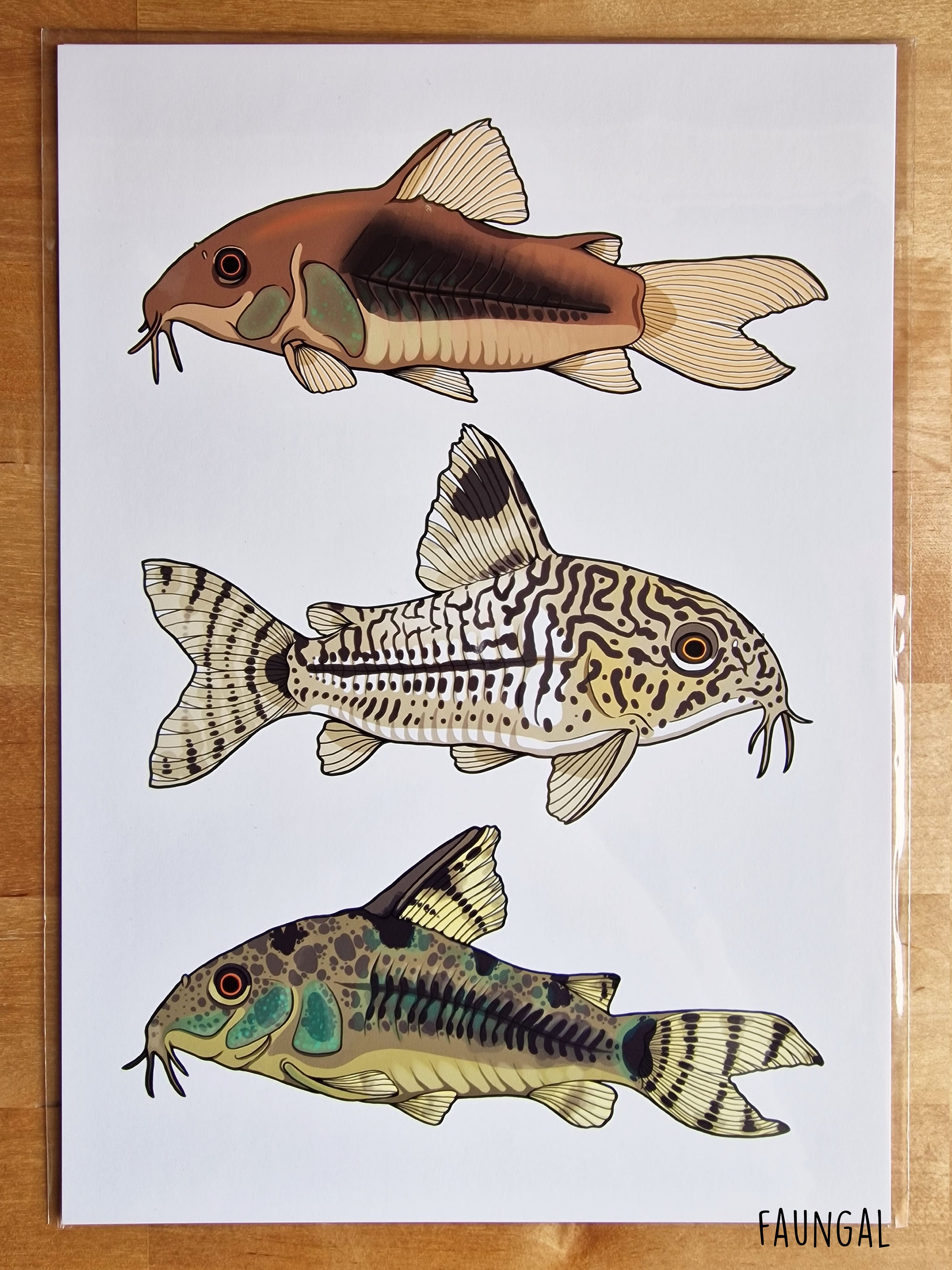 Cory Catfish A4 Print Corydoras Illustration Fish Wall Art - Etsy