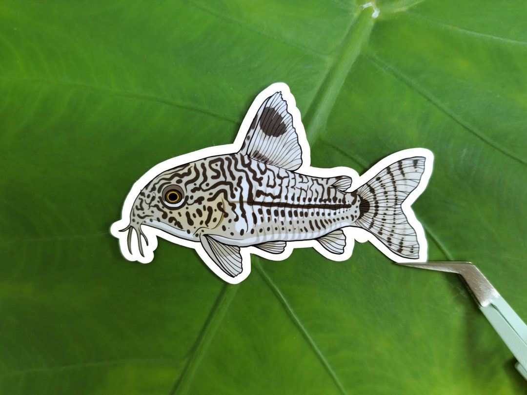 Three Lined Cory Sticker - Die Cut Vinyl Corydoras Waterproof Decal - Etsy