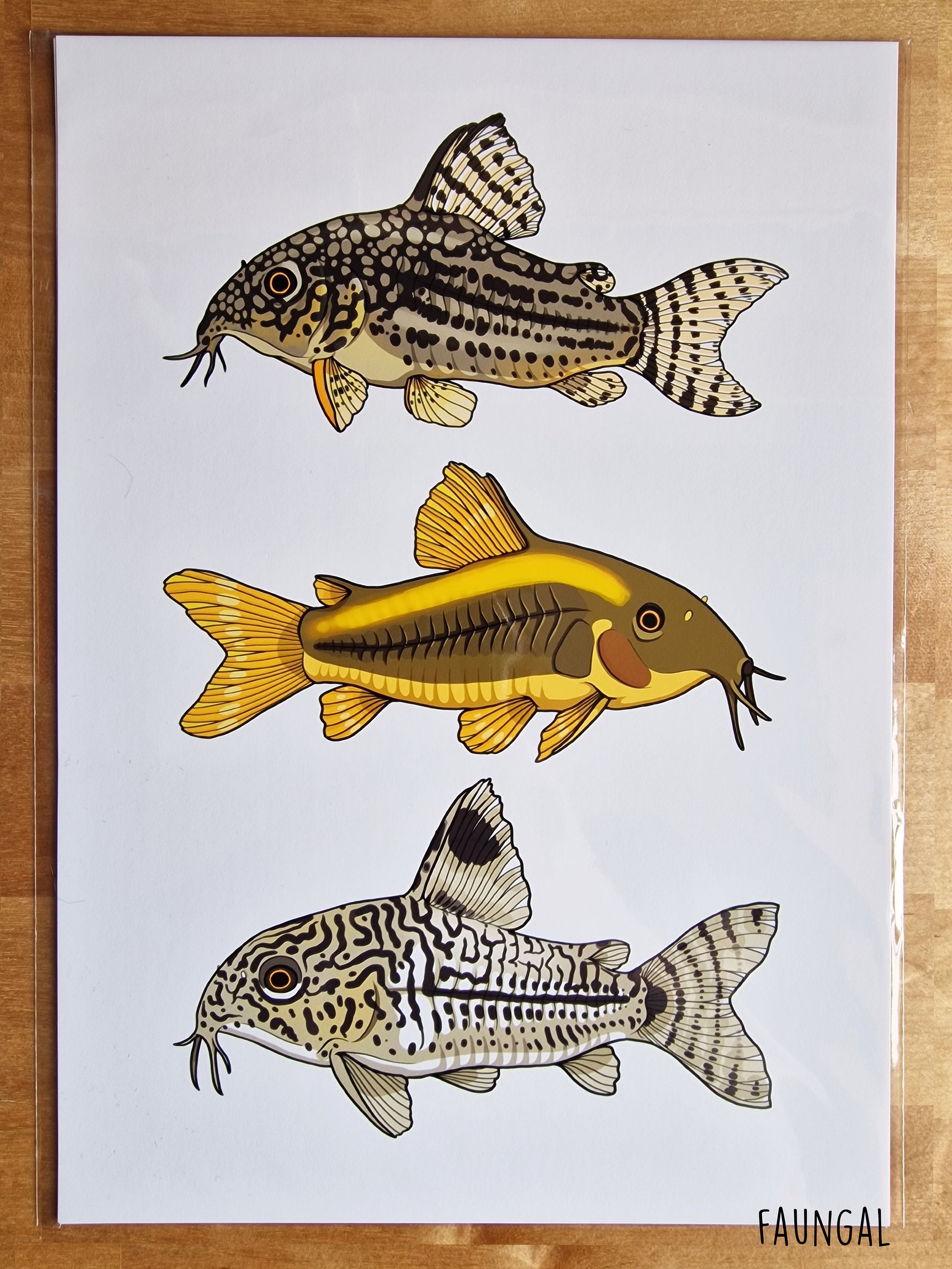 Cory Catfish A4 Print - Corydoras Illustration - Fish Wall Art - Etsy