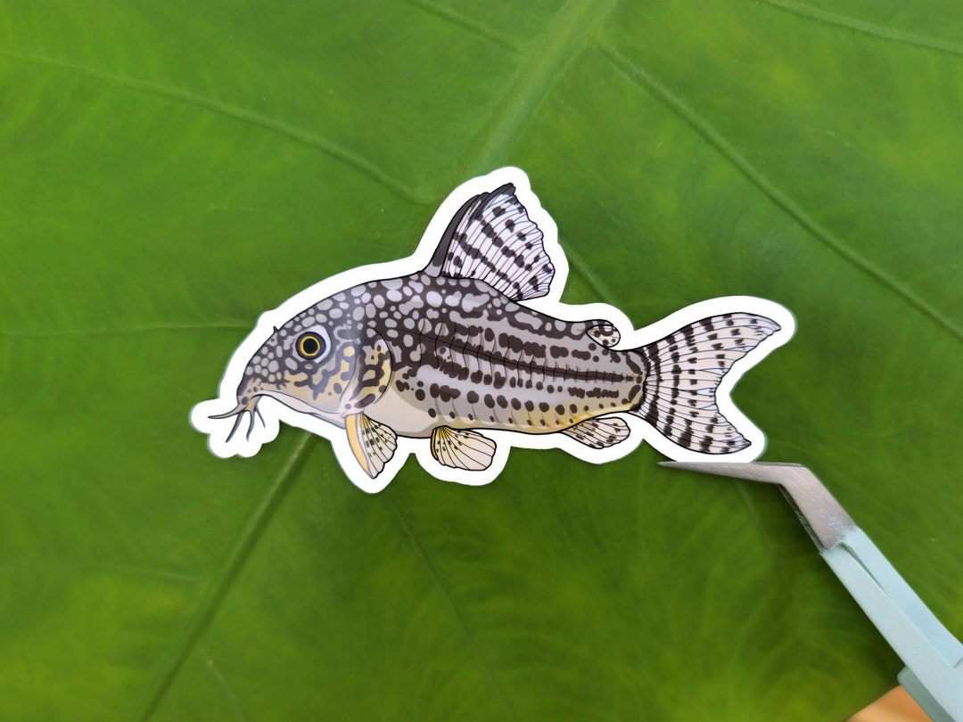 Sterbas Cory Sticker - Die Cut Vinyl Corydoras Waterproof Decal - Etsy