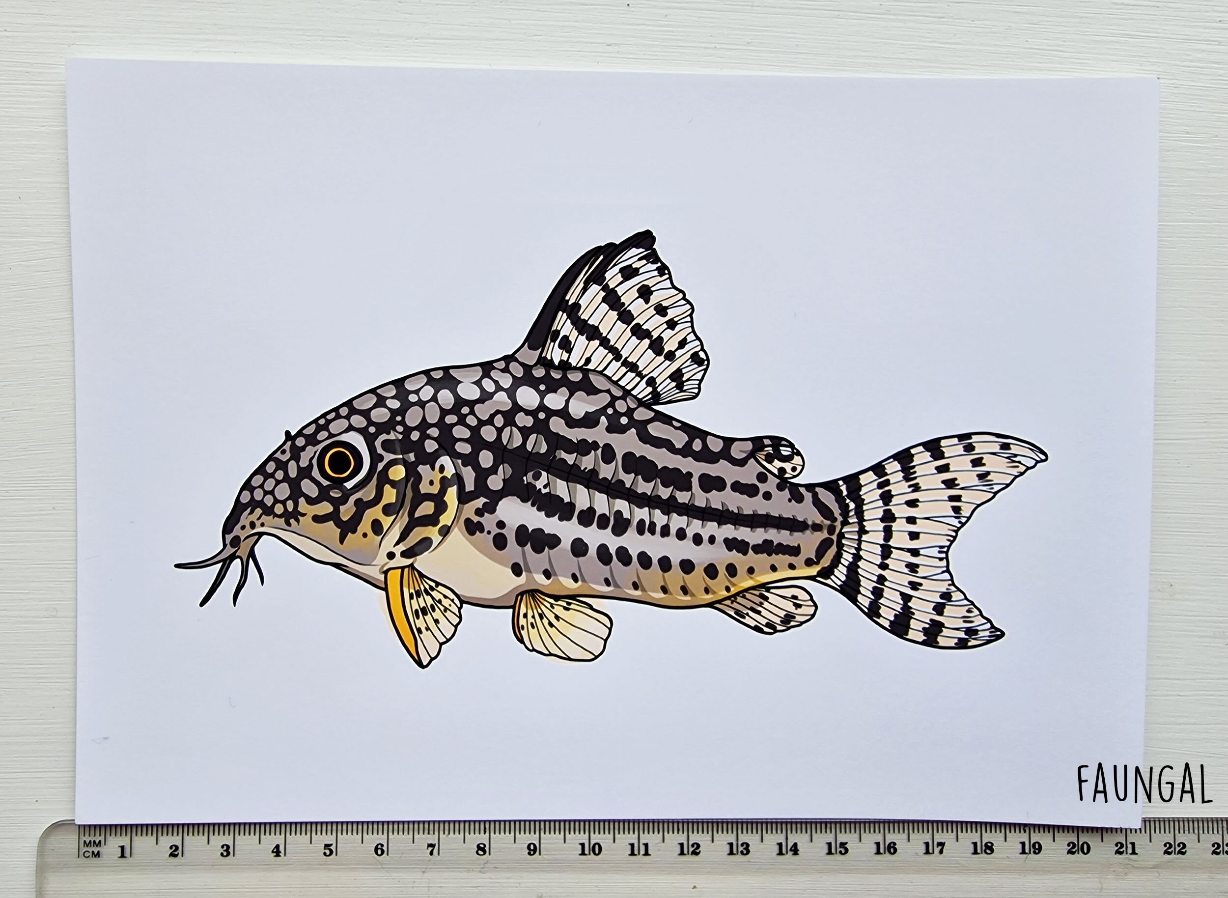Sterba's Cory Catfish A5 Print - Corydoras Sterbai Illustration - Fish ...