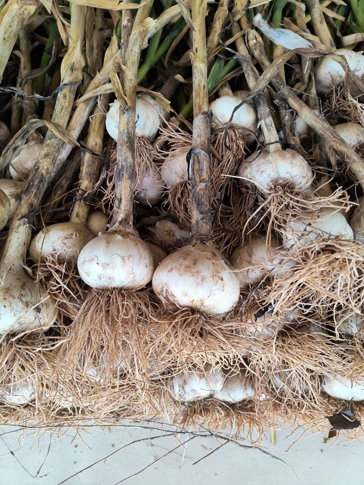 Romanian Red Seed Garlic - Etsy