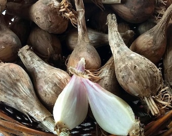 RODERIQUE FRENCH SHALLOT Sets Non-gmo Bulbs, Garden Seed Shallots Long ...