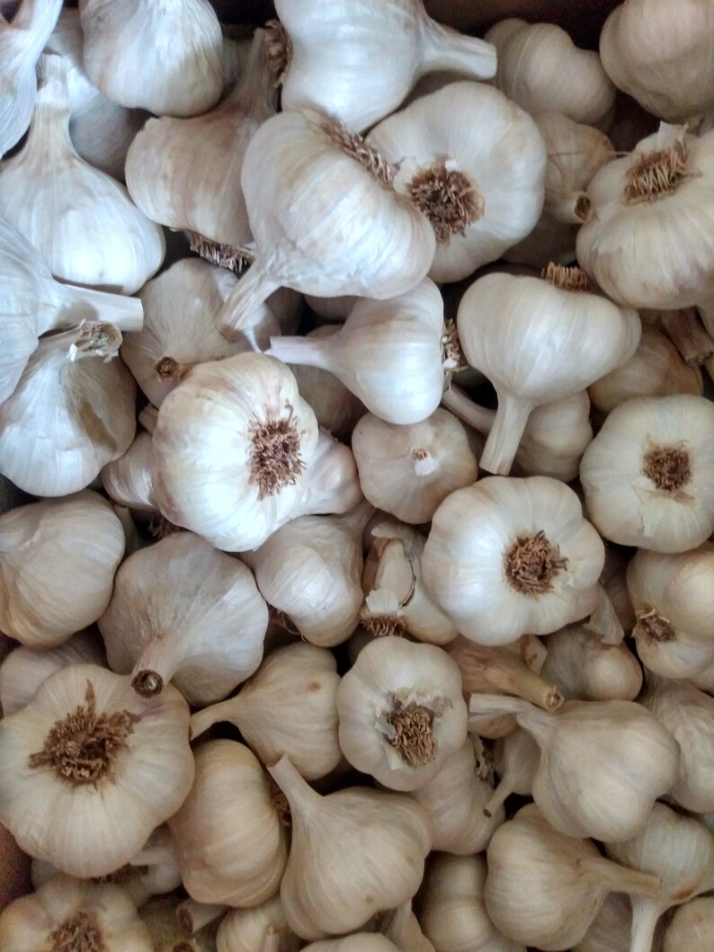 Inchelium Red Seed Garlic - Etsy