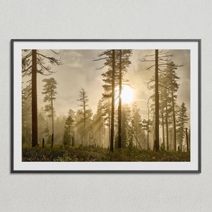 Sunset Snowfall in Central Oregon Mountain Forest, Late Autumn Nature ...