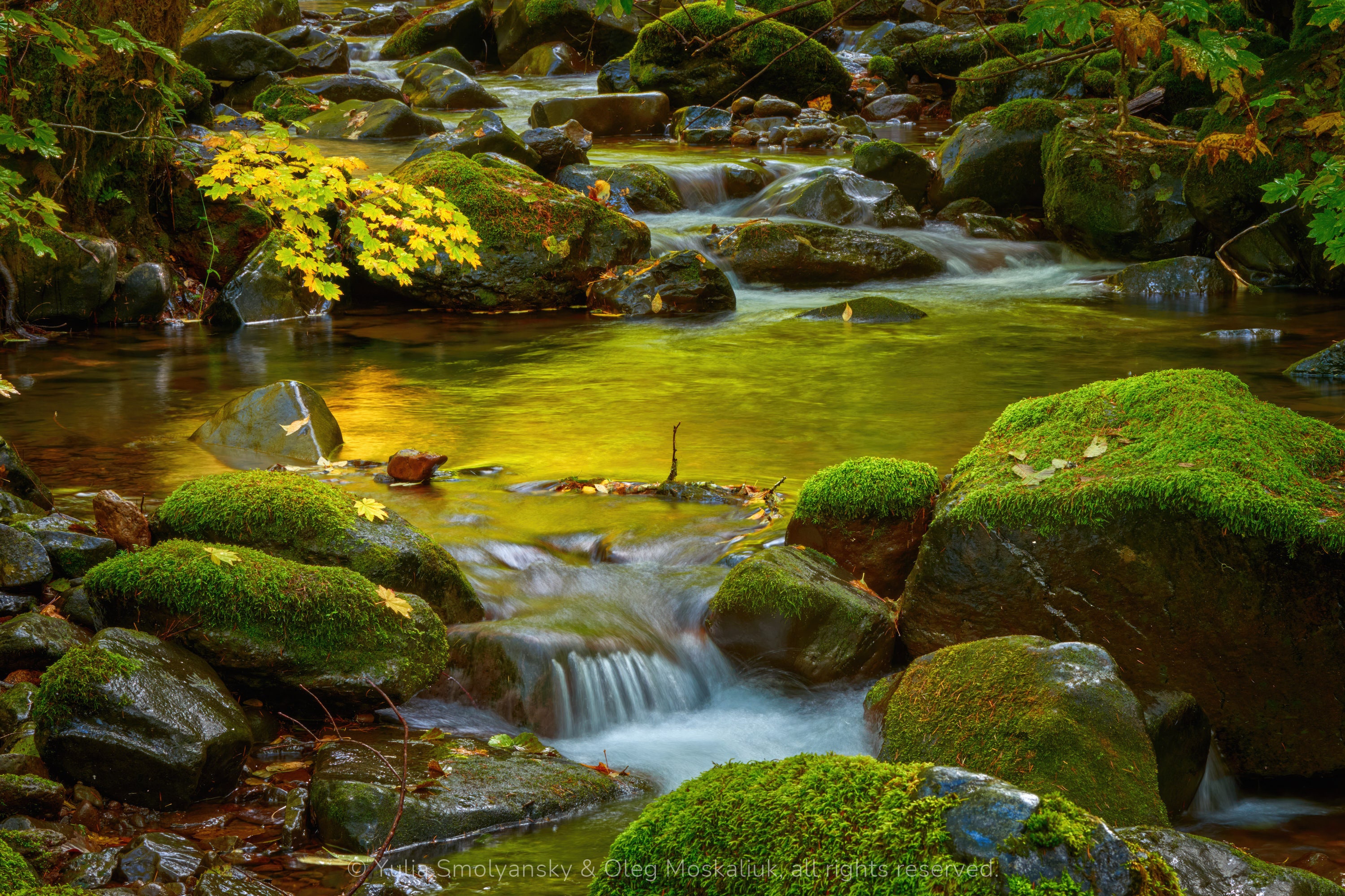 Forest Creek Scenic Photo, Fall Foliage on Mossy Rocks, Washington ...