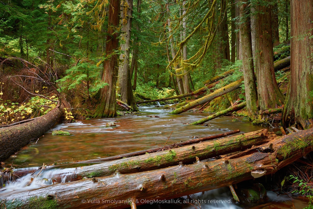 Pacific Northwest Forest Creek Washington State Nature - Etsy