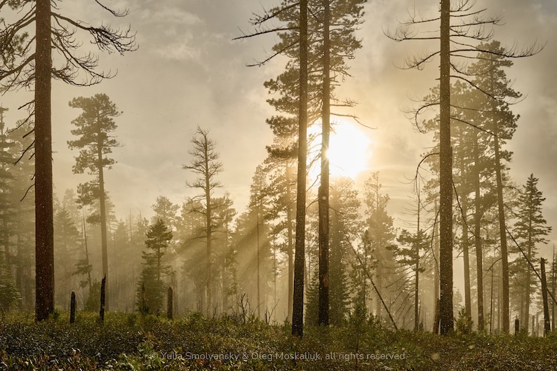 Sunset Snowfall in Central Oregon Mountain Forest, Late Autumn Nature ...