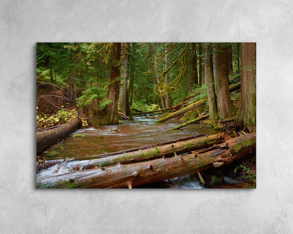Paper Creek Forest Nature Ancient Trees, Historic Sites At Risk In