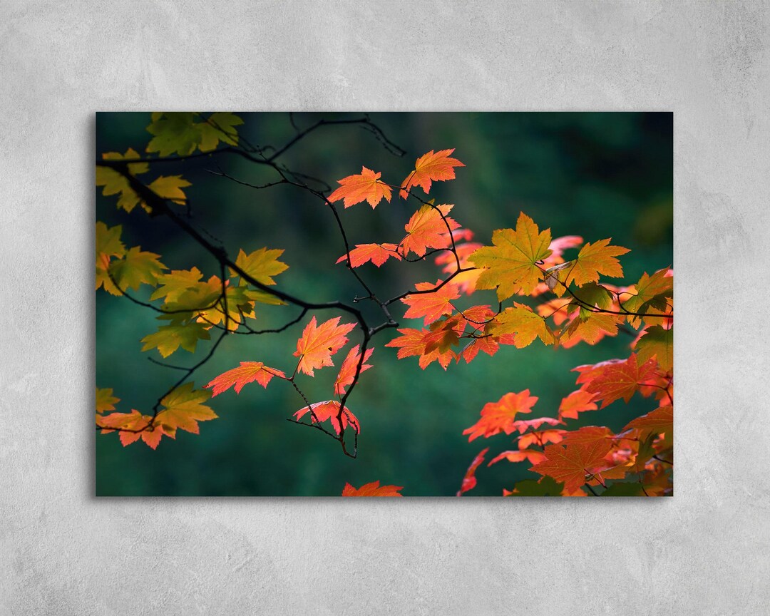 Washington State Forest Photography, Maple Tree Autumn Leaves, Vibrant ...