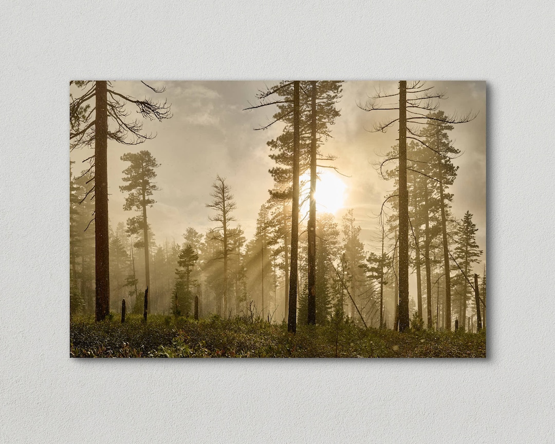 Sunset Snowfall in Central Oregon Mountain Forest, Late Autumn Nature ...