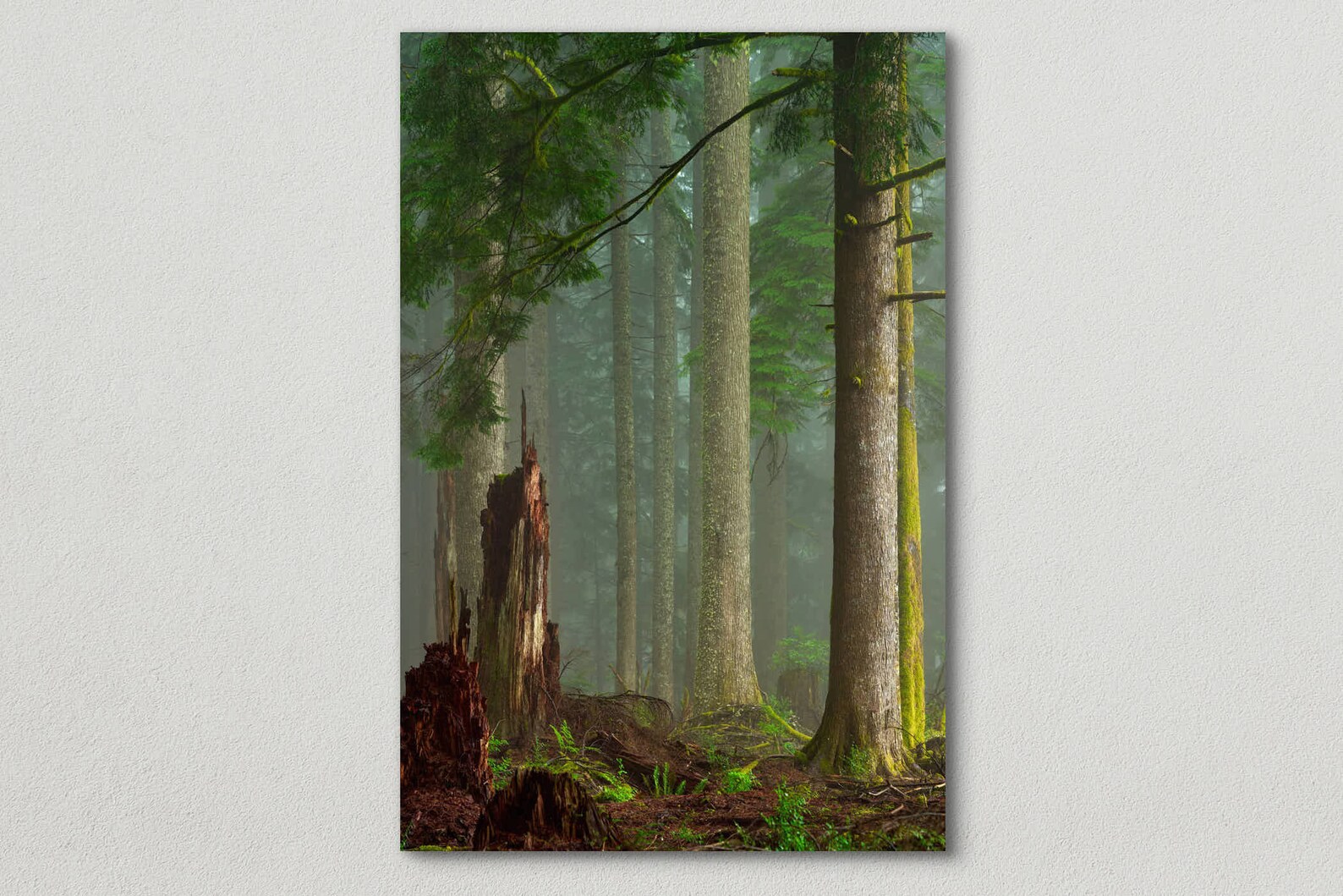 Oregon Nature Forest Photography, Pacific Northwest Moody Landscape ...