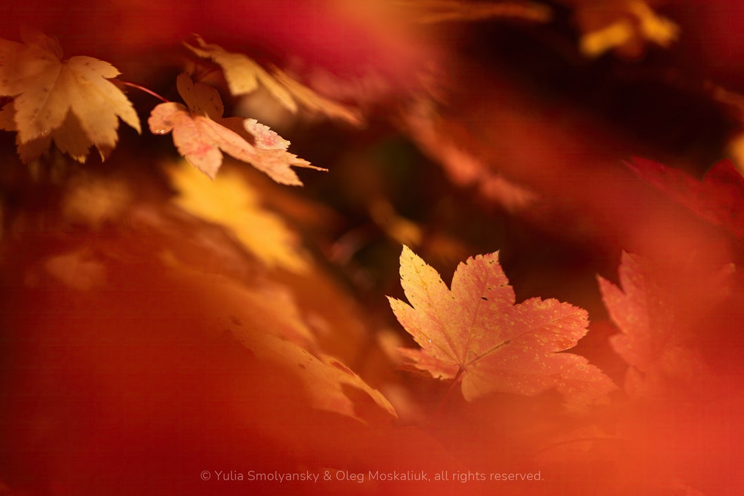 Autumnal Splendor in the Washington Mountains. Photo Print. - Etsy