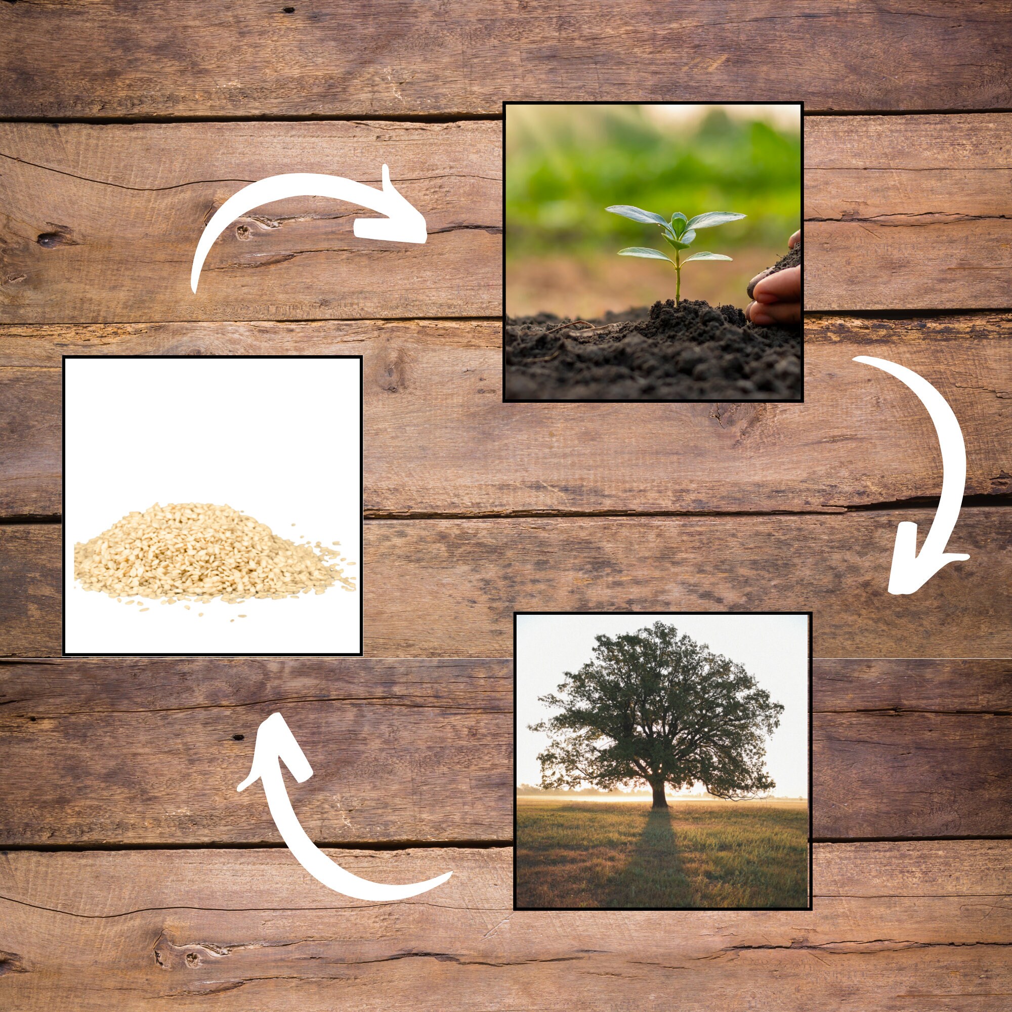 Life Cycle Flash Cards | Printable Handmade Cards for Kids | Matching ...