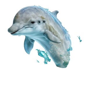 6 Cute Dolphin Sublimation PNG | Watercolour Images | Watercolor ...
