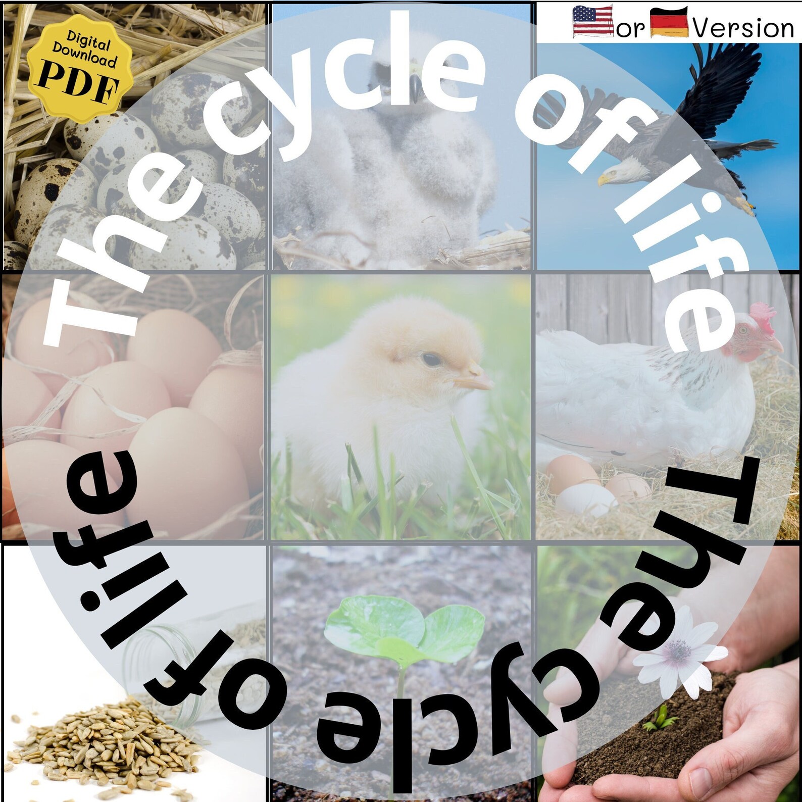 Life Cycle Flash Cards Printable Handmade Cards for Kids - Etsy