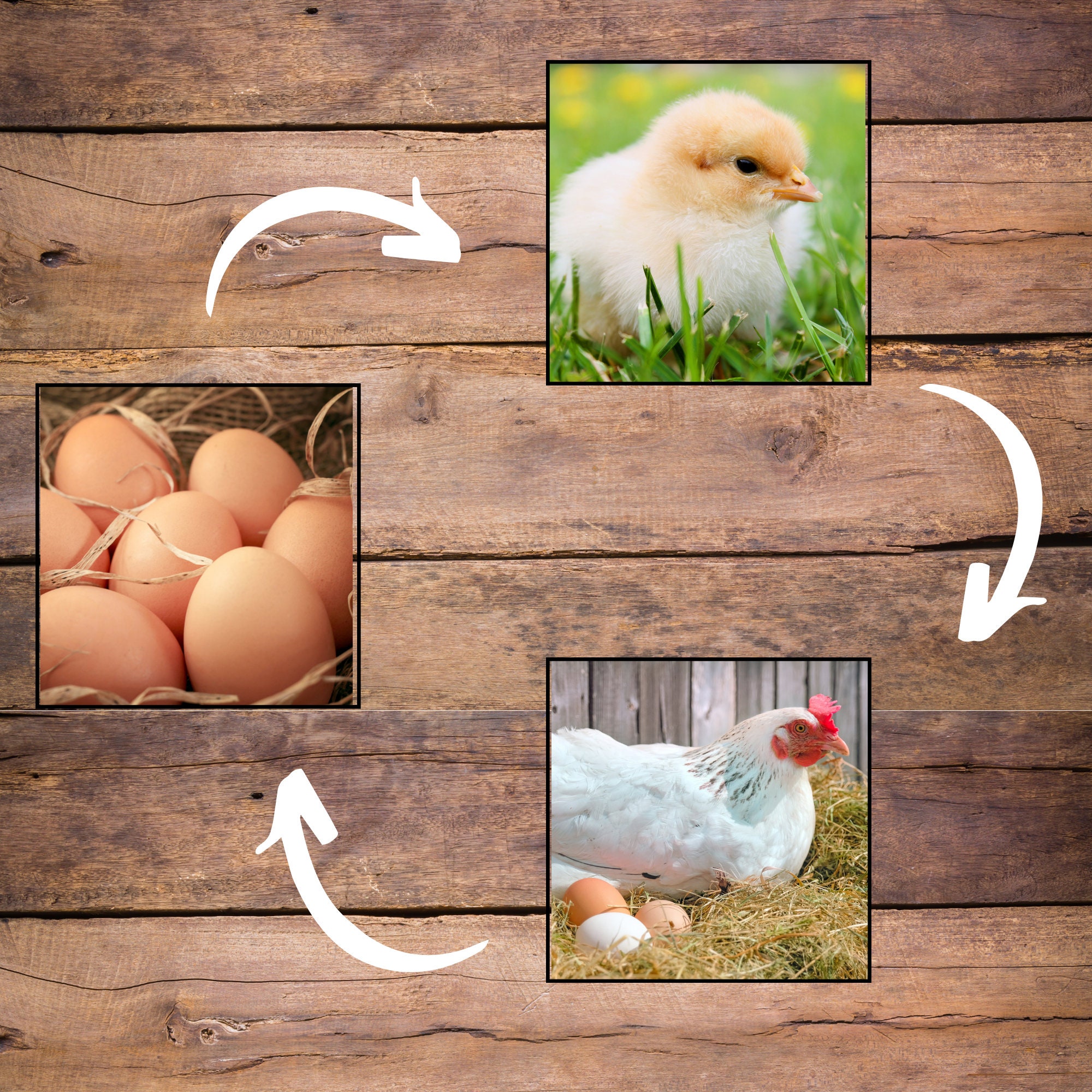 Life Cycle Flash Cards | Printable Handmade Cards for Kids | Matching ...