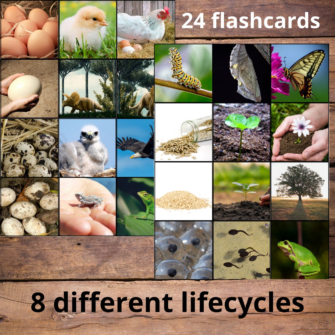 Life Cycle Flash Cards Printable Handmade Cards for Kids - Etsy