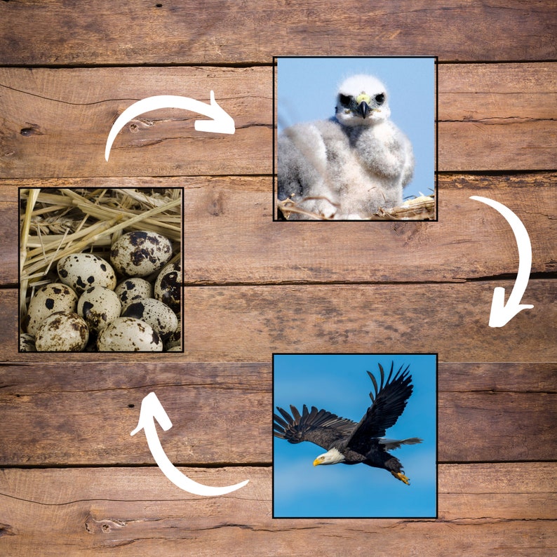 Life Cycle Flash Cards | Printable Handmade Cards for Kids | Matching ...