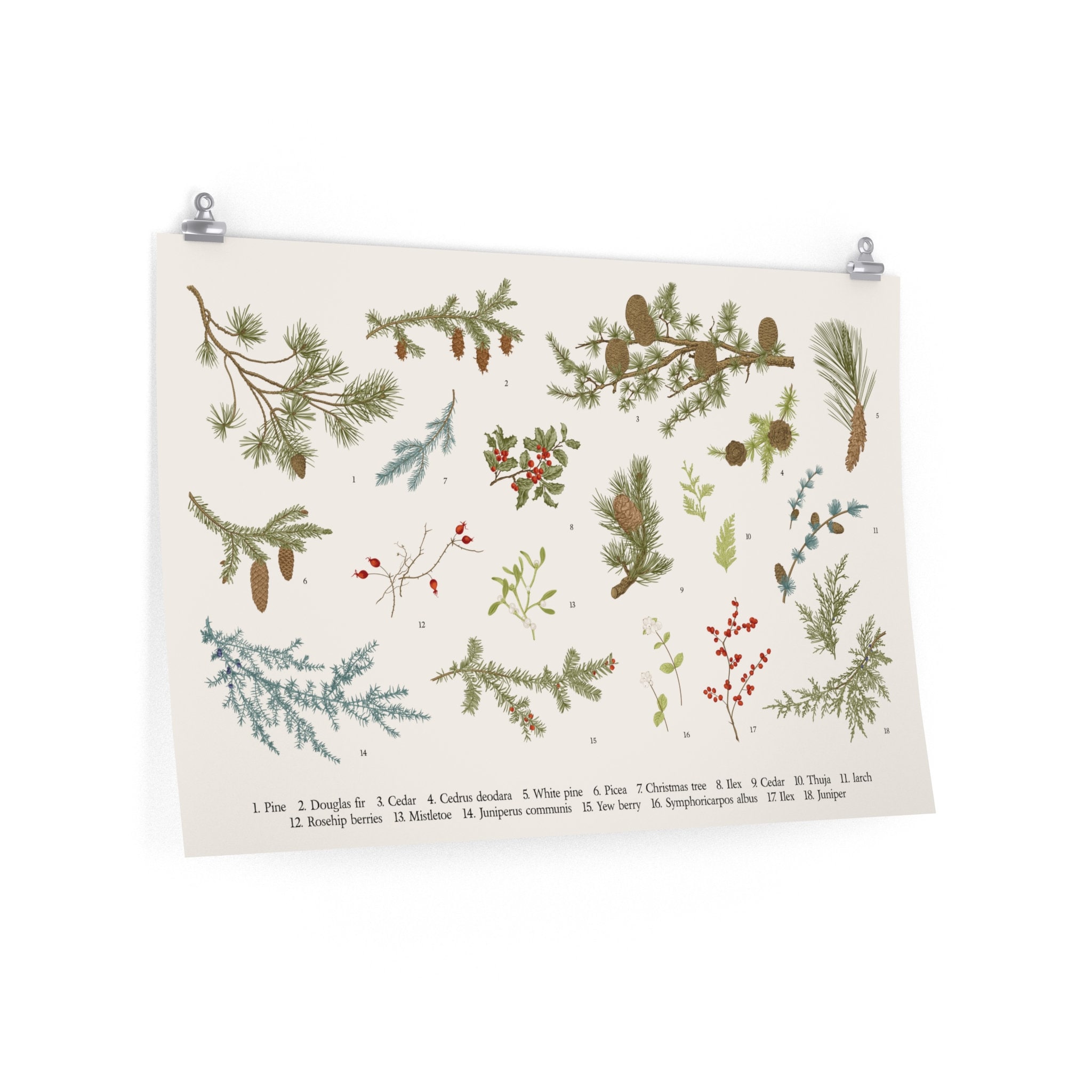 Botany Plants Classification