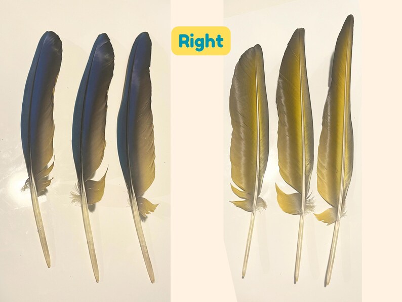 Parrot Wing Feather, Between 10" and 14" - Blue and Gold Macaw - Etsy