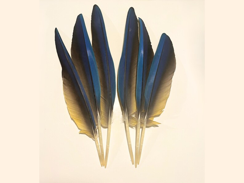 Parrot Wing Feather, Between 10" and 14" - Blue and Gold Macaw - Etsy