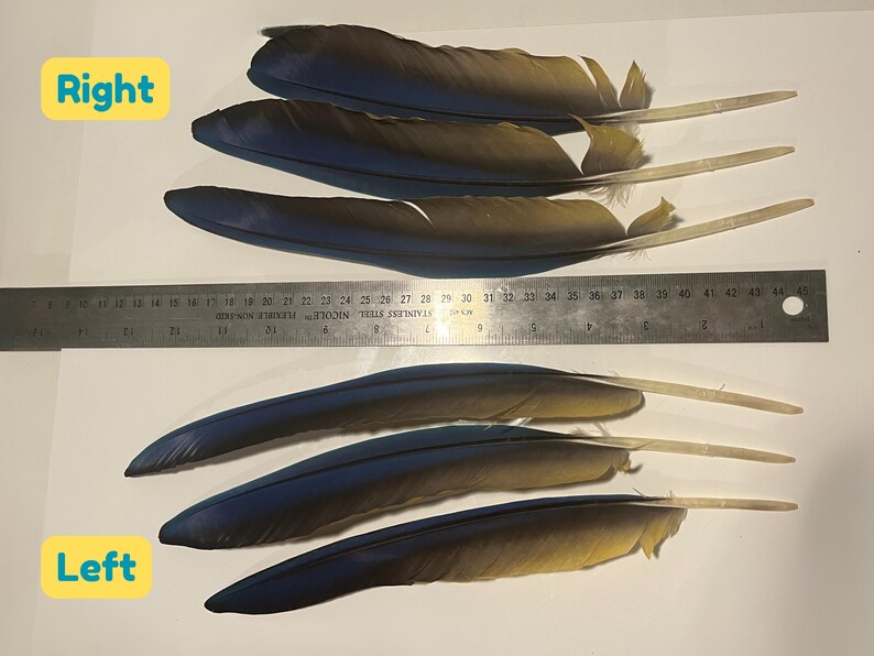 Parrot Wing Feather, Between 10" and 14" - Blue and Gold Macaw - Etsy