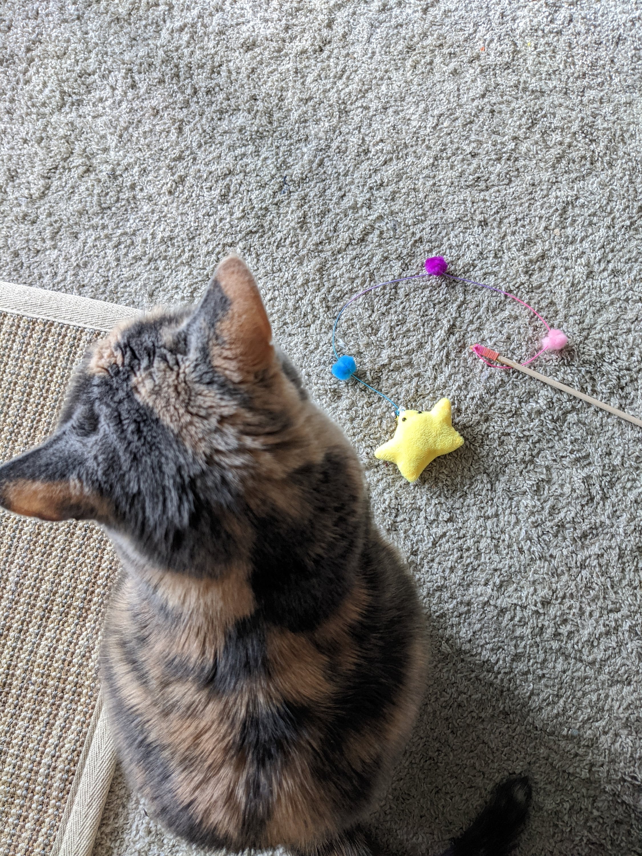 Star Cat Toy #16A - Etsy