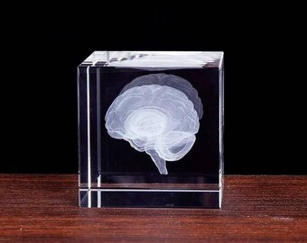 3D Laser Etched Human Brain, Anatomical Model Paperweight, Crystal ...
