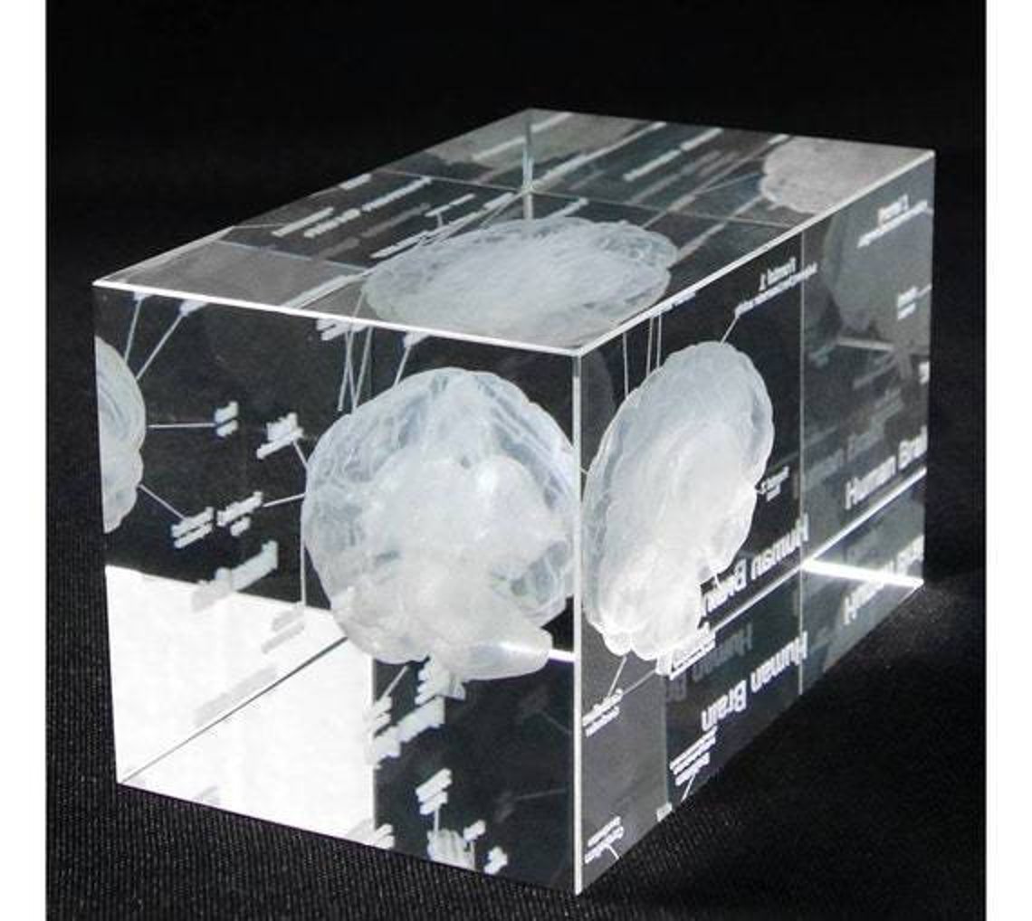 3D Laser Etched Human Brain, Anatomical Model Paperweight, Crystal ...