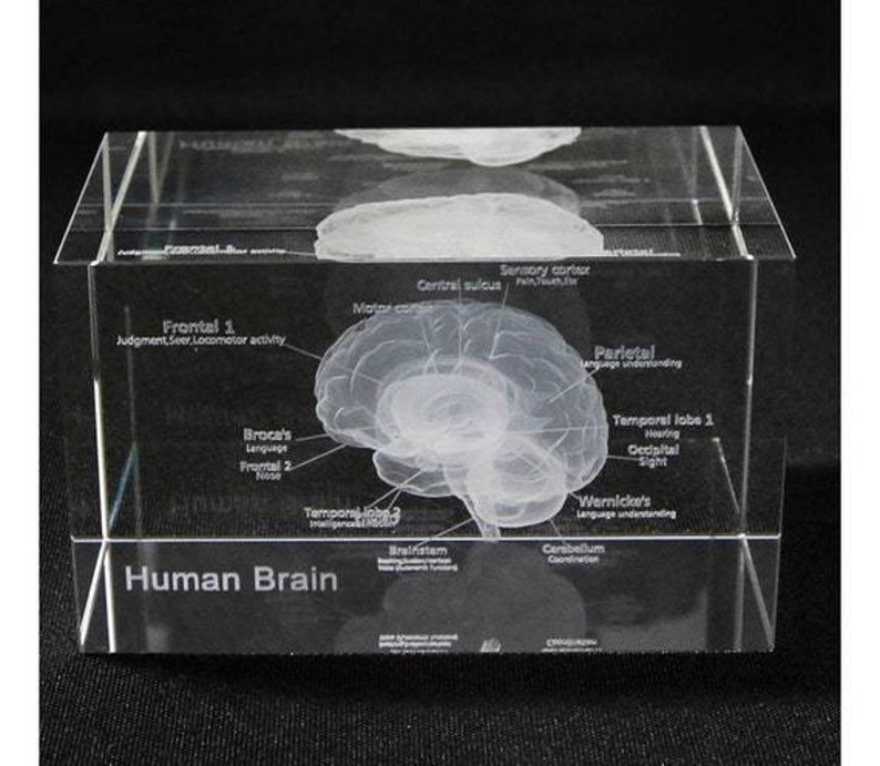 3D Laser Etched Human Brain, Anatomical Model Paperweight, Crystal ...