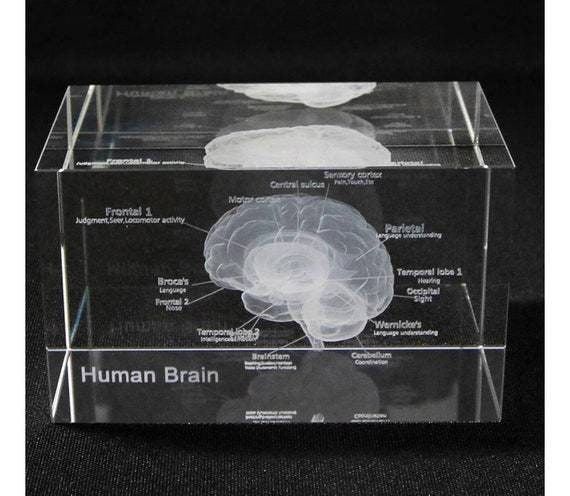 3D Laser Etched Human Brain, Anatomical Model Paperweight, Crystal ...