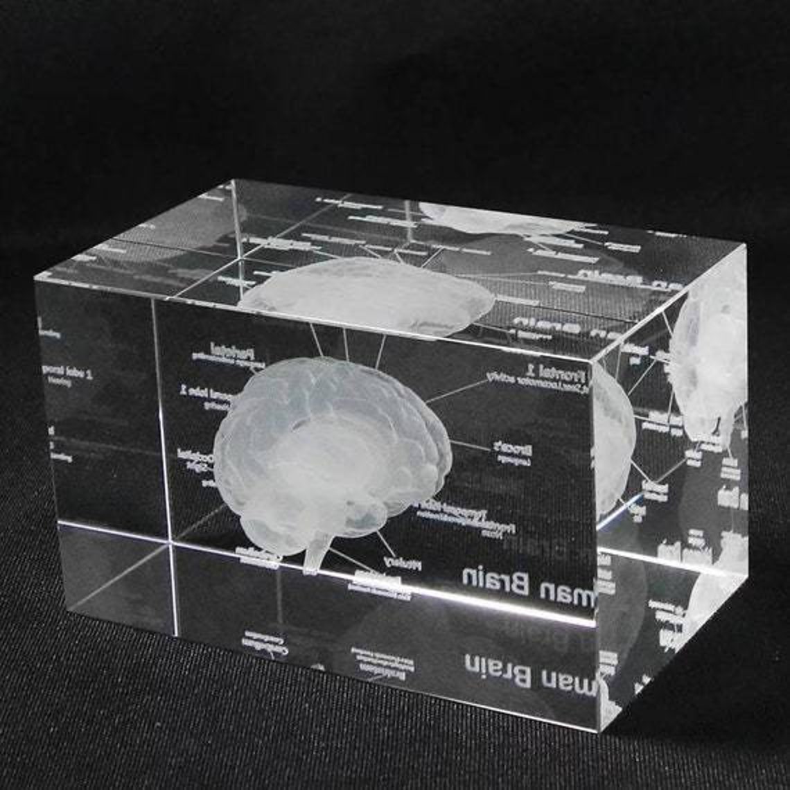 3D Laser Etched Human Brain, Anatomical Model Paperweight, Crystal ...