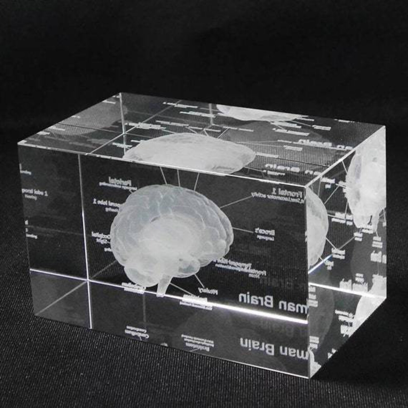 3D Laser Etched Human Brain, Anatomical Model Paperweight, Crystal ...