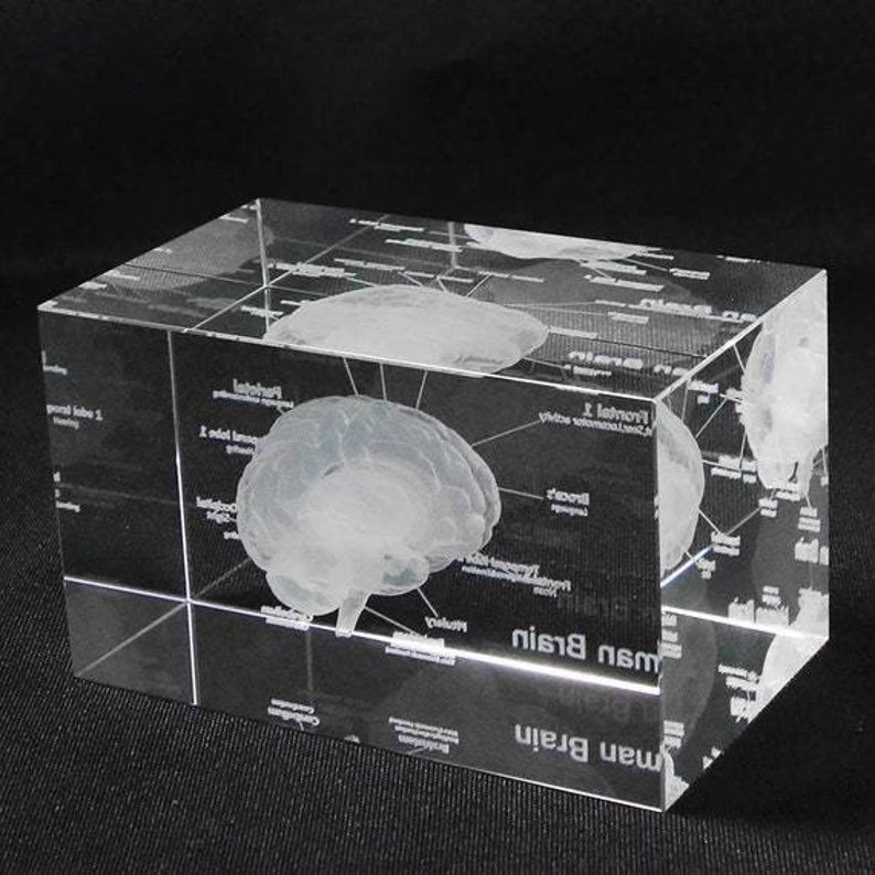 3D Laser Etched Human Brain, Anatomical Model Paperweight, Crystal ...