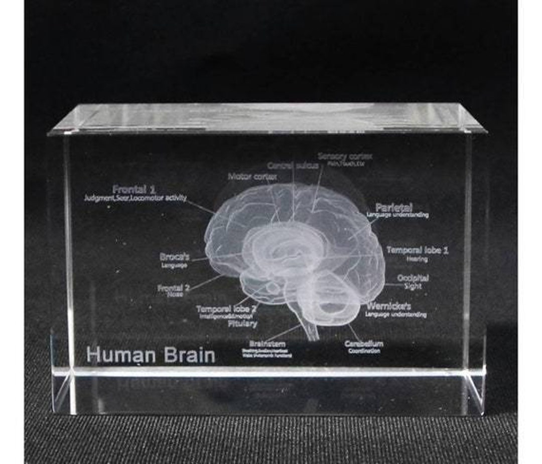 3D Laser Etched Human Brain, Anatomical Model Paperweight, Crystal ...