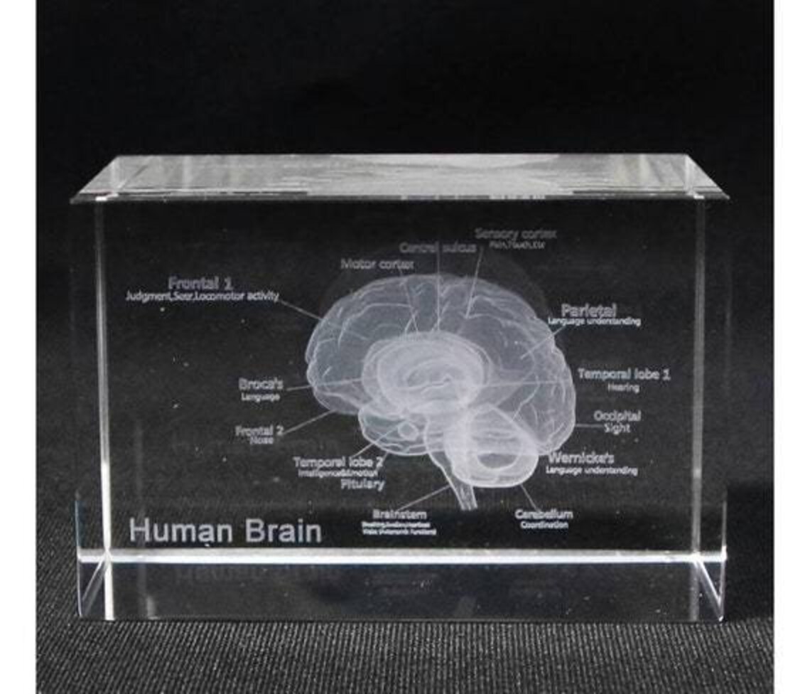 3D Laser Etched Human Brain, Anatomical Model Paperweight, Crystal ...