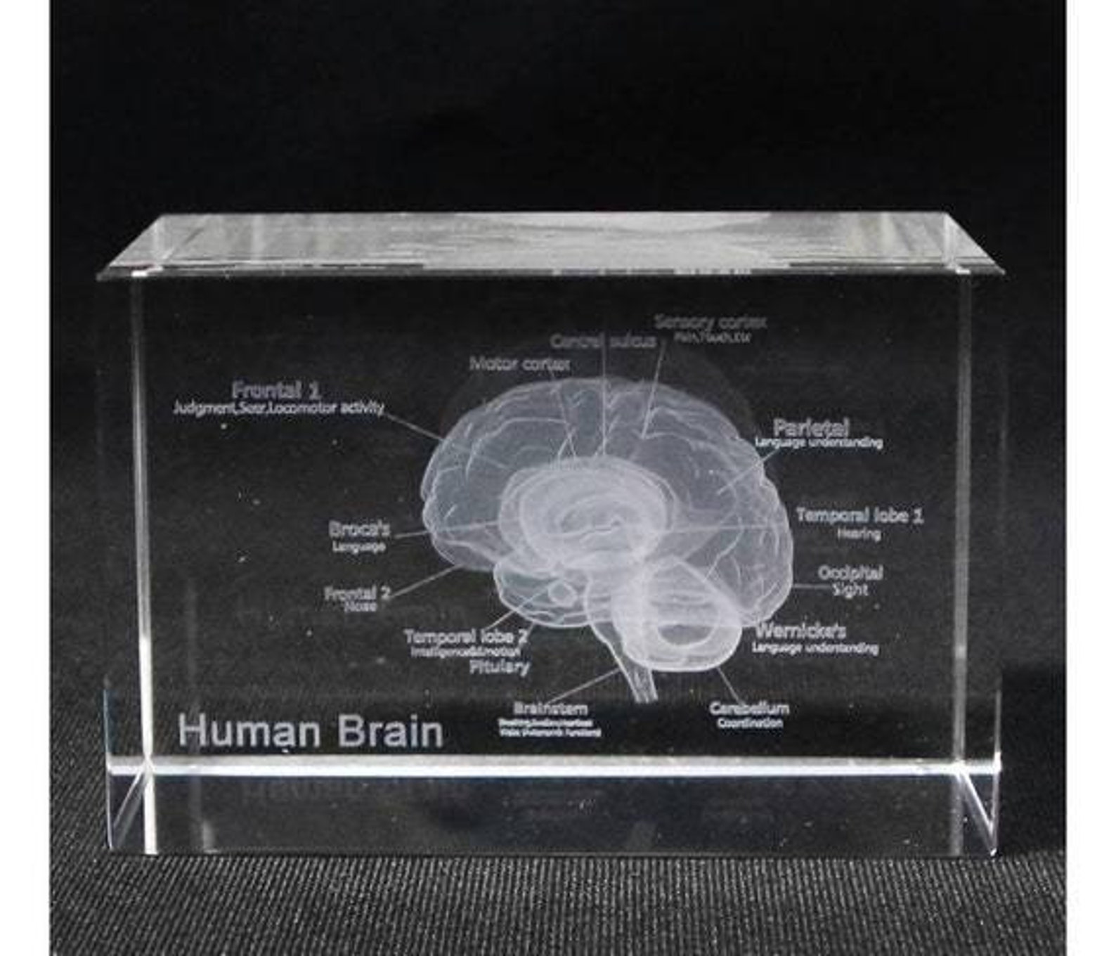 3D Laser Etched Human Brain, Anatomical Model Paperweight, Crystal Glass Cube, Anatomy Mind ...