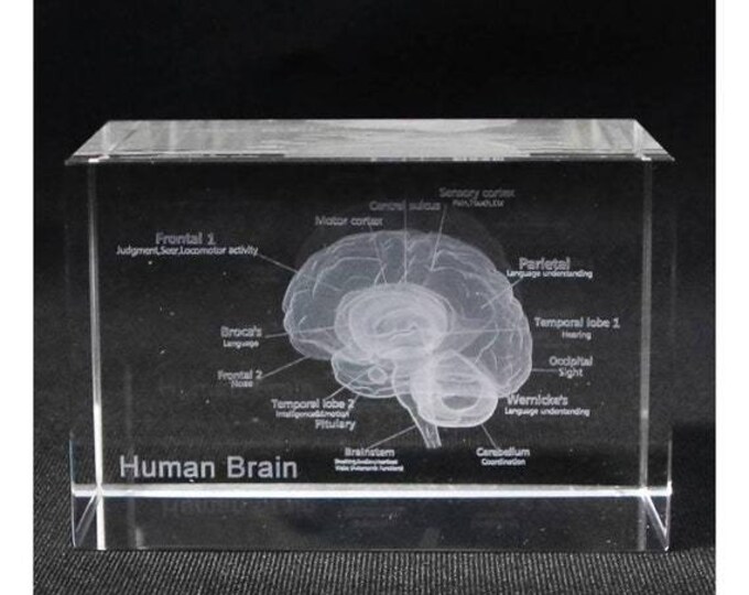 3D Laser Etched Human Brain, Anatomical Model Paperweight, Crystal ...
