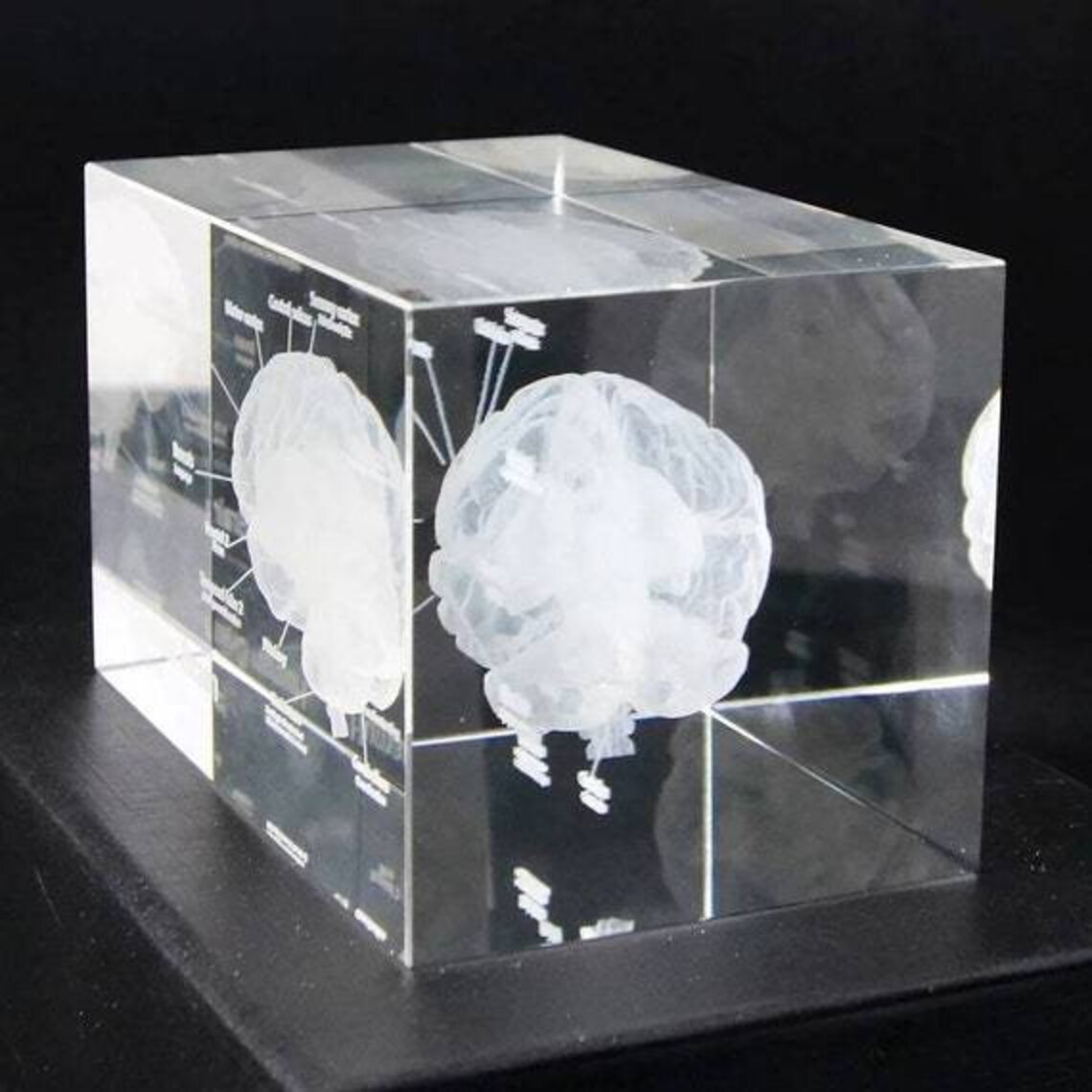 3D Laser Etched Human Brain, Anatomical Model Paperweight, Crystal ...