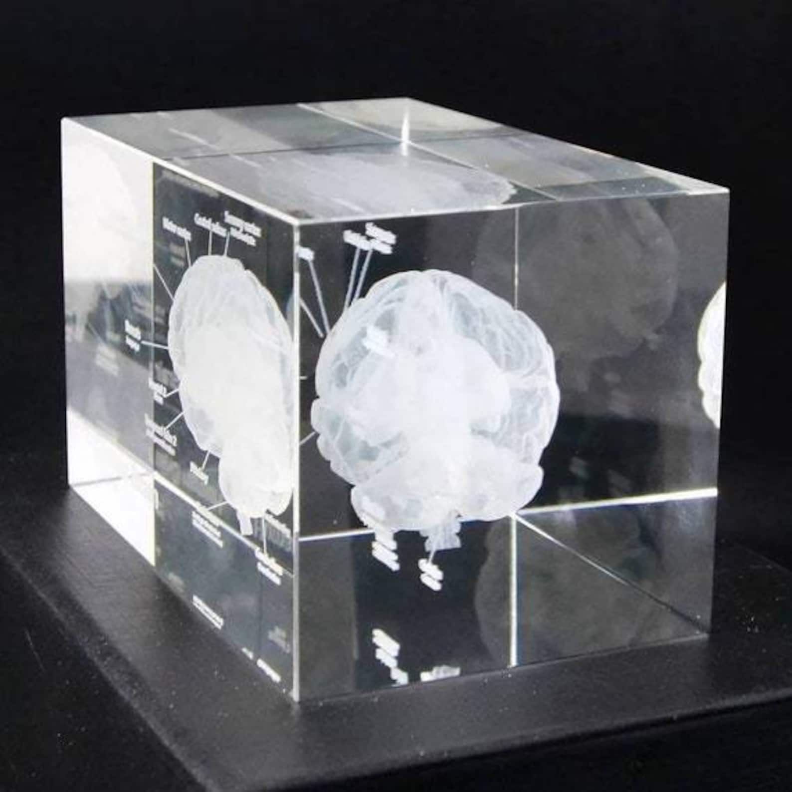 3D Laser Etched Human Brain, Anatomical Model Paperweight, Crystal ...