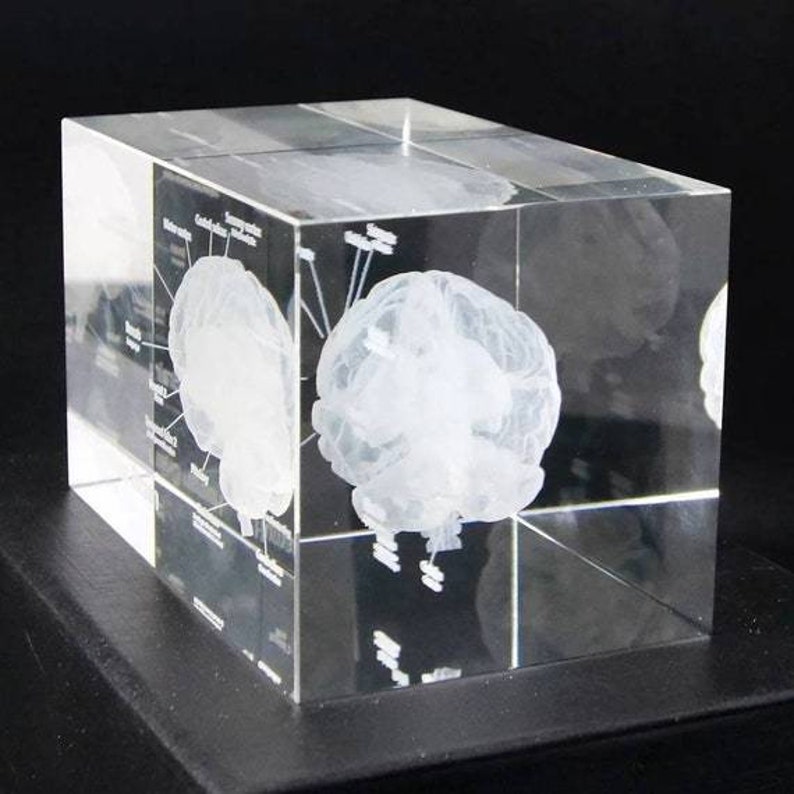 3D Laser Etched Human Brain, Anatomical Model Paperweight, Crystal ...