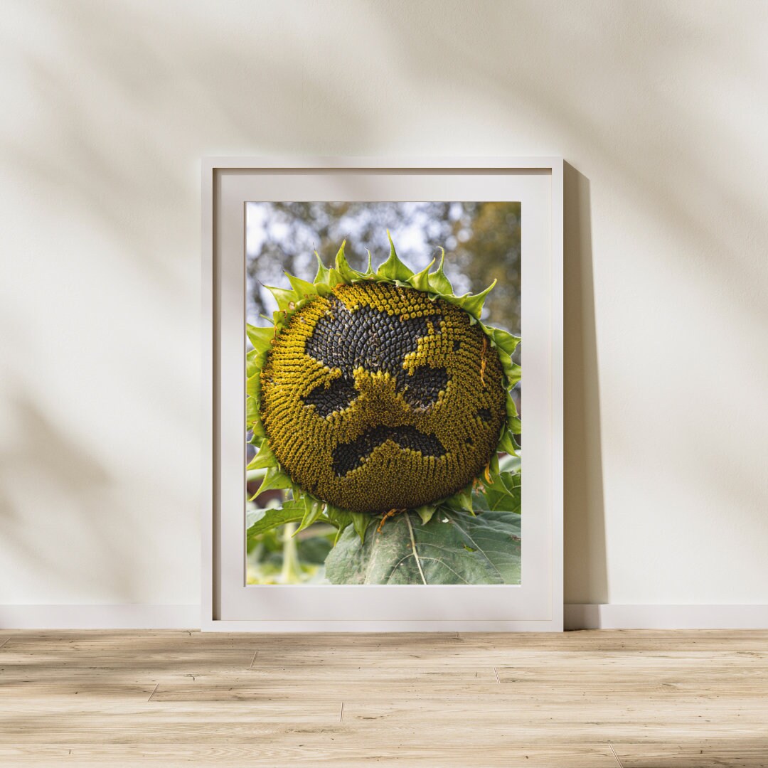 Sunflower With a Sad Scary Face. - Etsy Australia