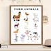 Sea Animals, Insects, Wild Animals and Farm Animals Printable Set ...