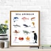 Sea Animals, Insects, Wild Animals and Farm Animals Printable Set ...